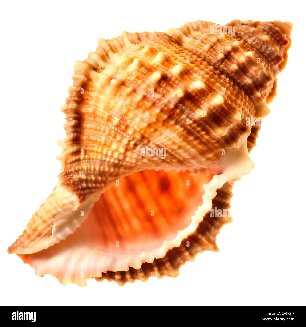 Common Frog shell (Bufonaria rana) c5.5cm. Region: Indo-Pacific / Japan ...