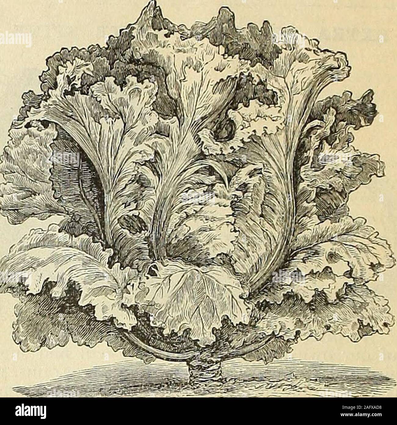 Sugar loaf lettuce hi-res stock photography and images - Alamy