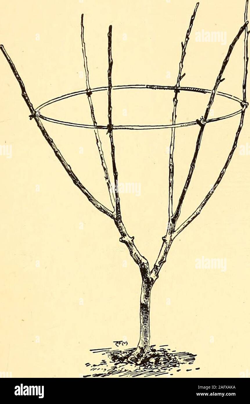 . The gardener's assistant; a practical and scientific exposition of ...