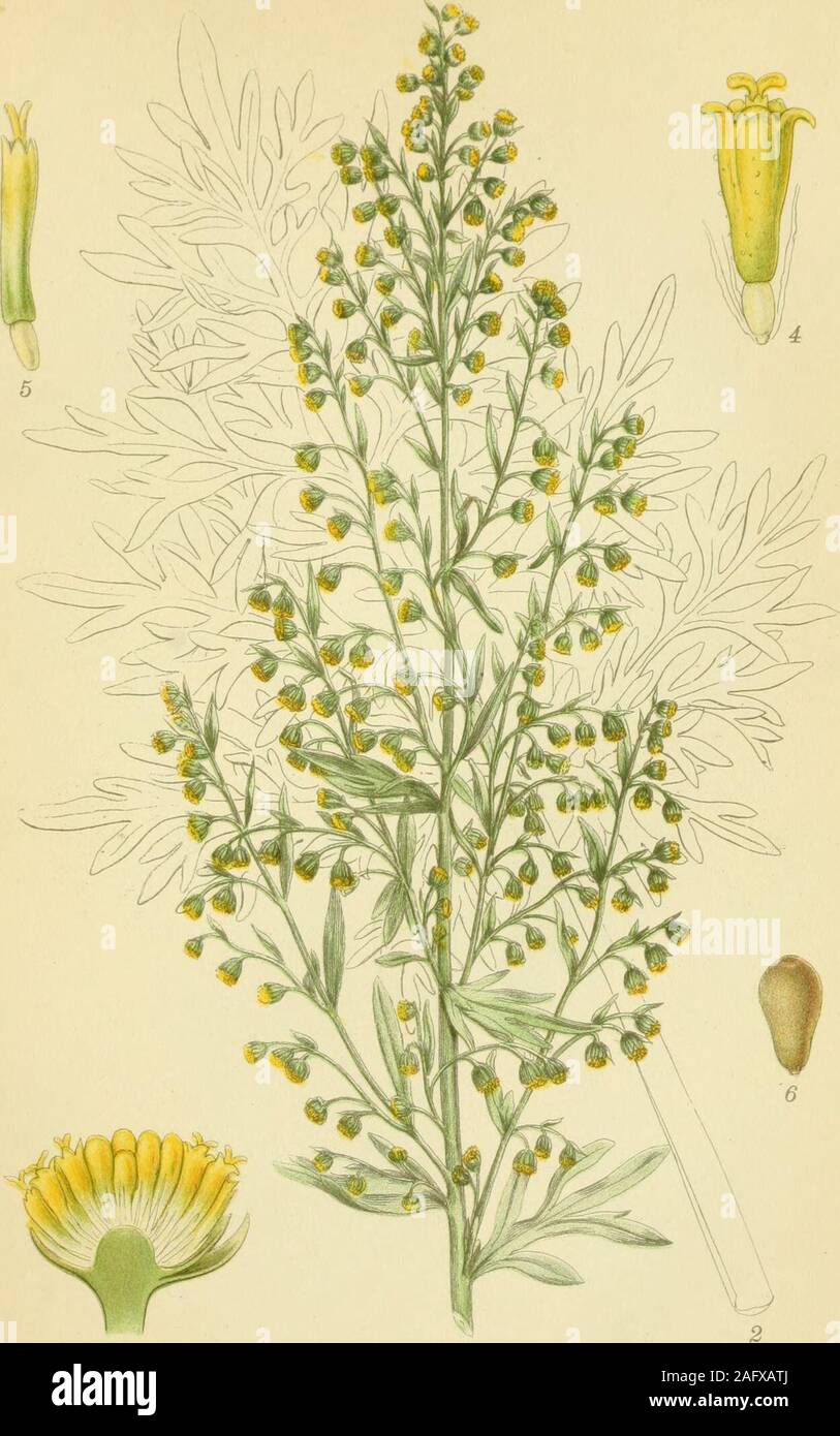 . Billeder af nordens flora. GRAA BYNKE, artemisia vulgaris ...
