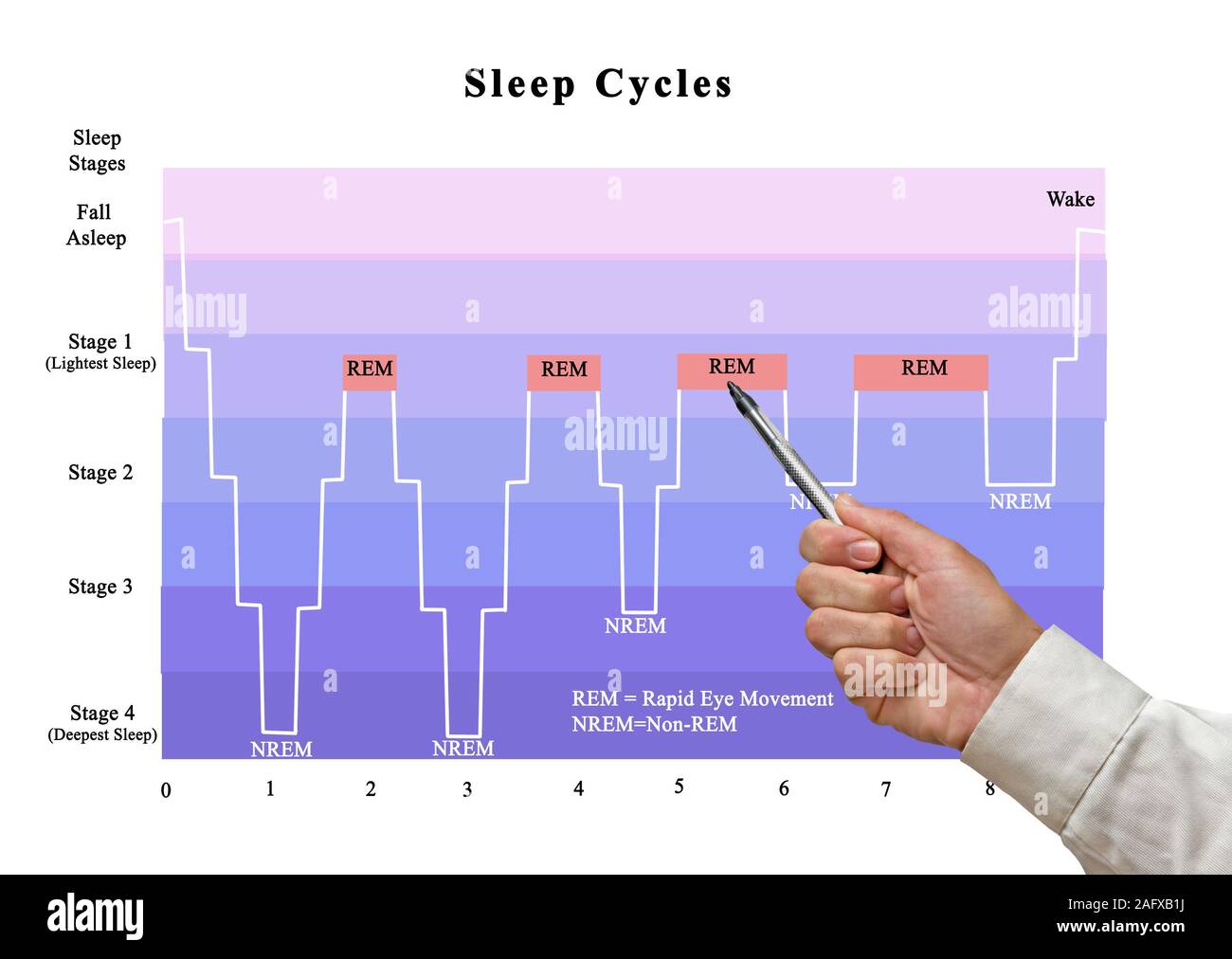 Cycles of sleep Stock Photo - Alamy