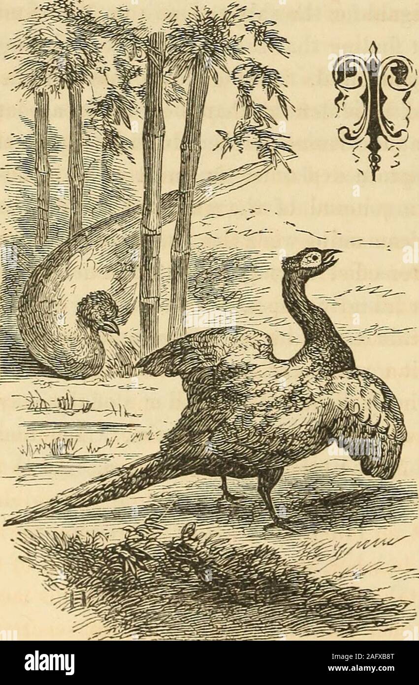 Chinese pirates hi-res stock photography and images - Alamy