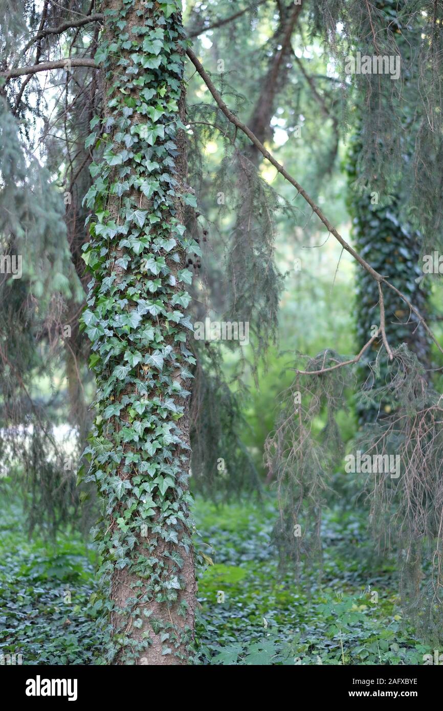 The trunk of a coniferous tree covered with a curly plant in the forest ...