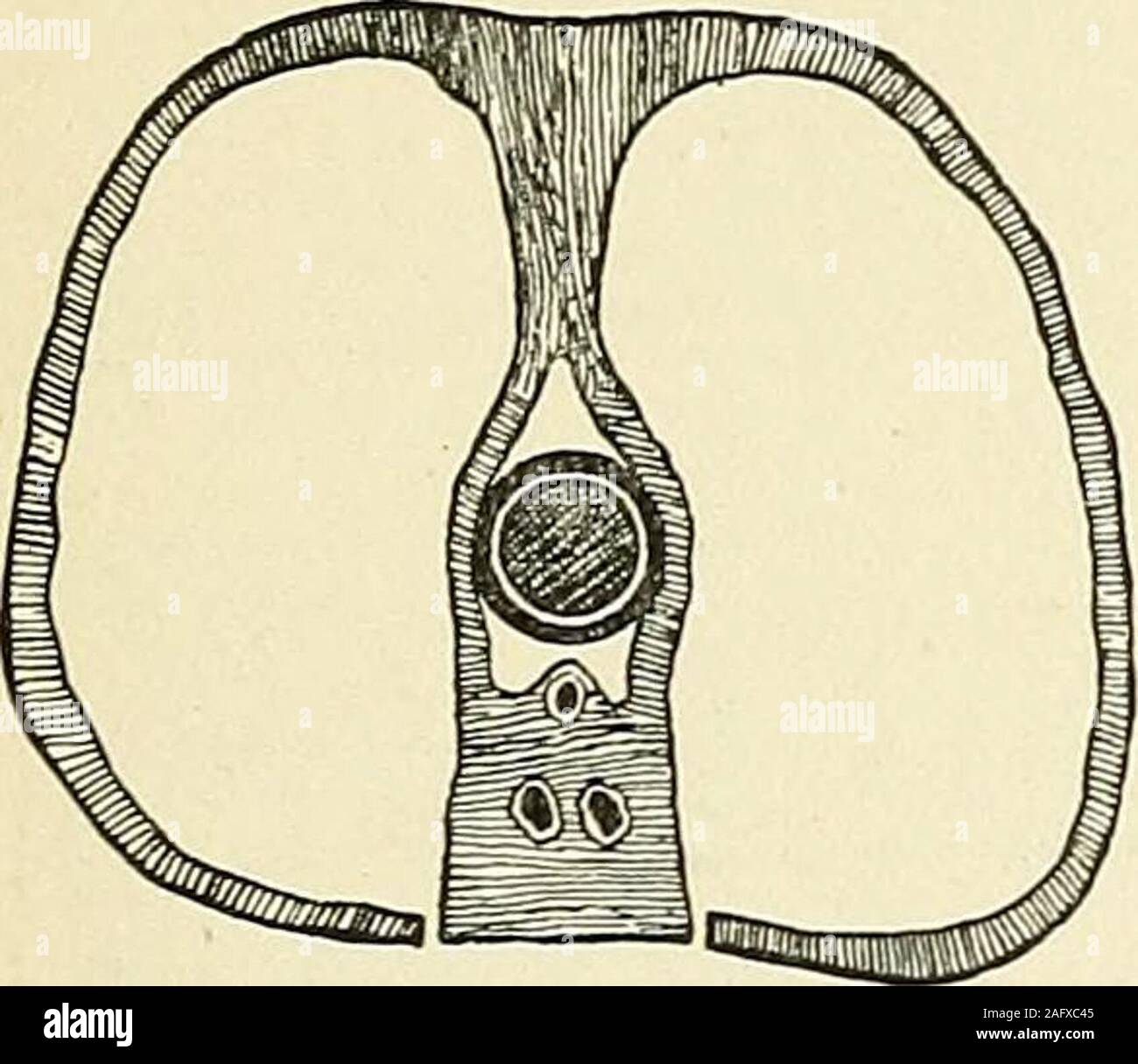Perineal membrane hi-res stock photography and images - Alamy