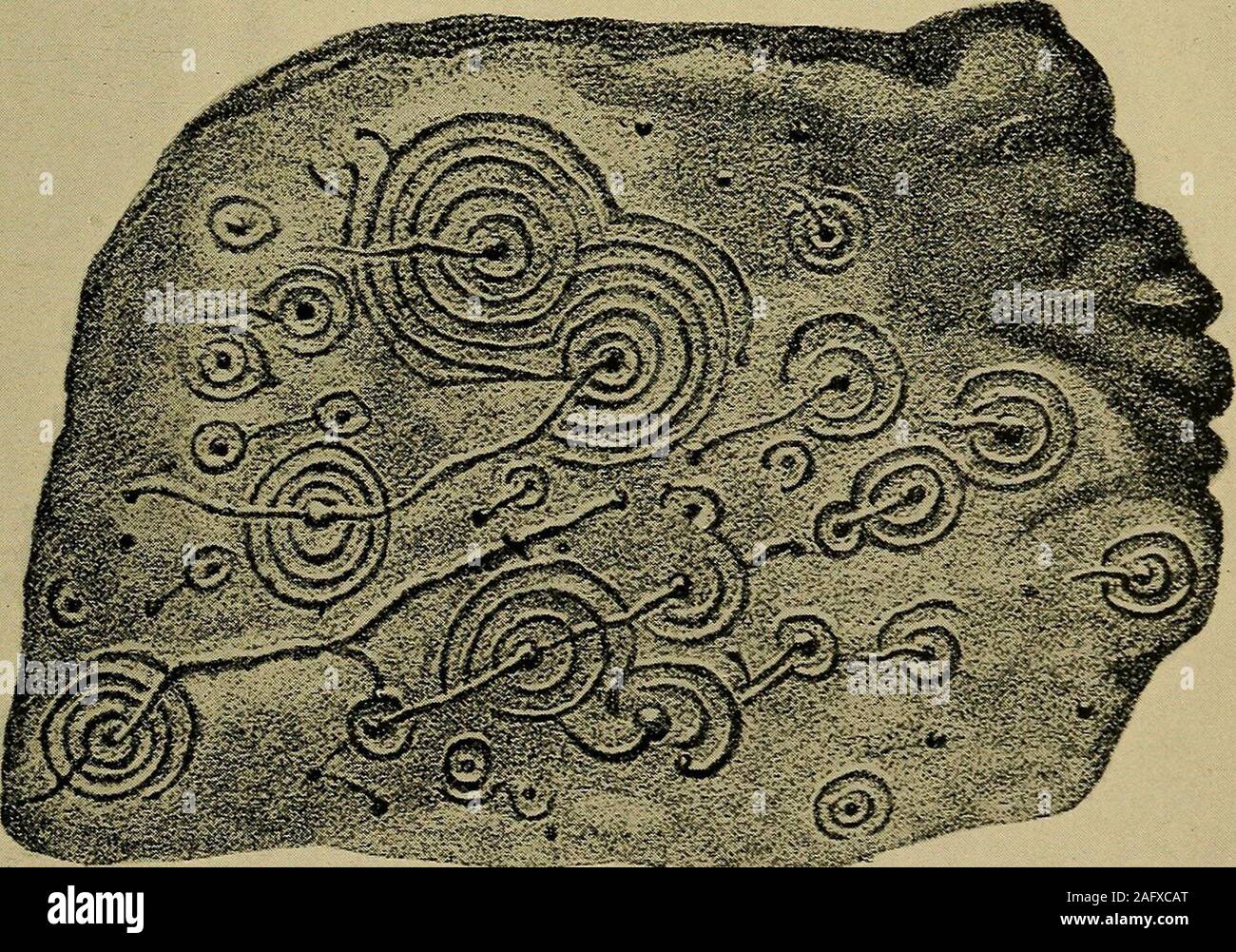 Skin whorls hi-res stock photography and images - Alamy