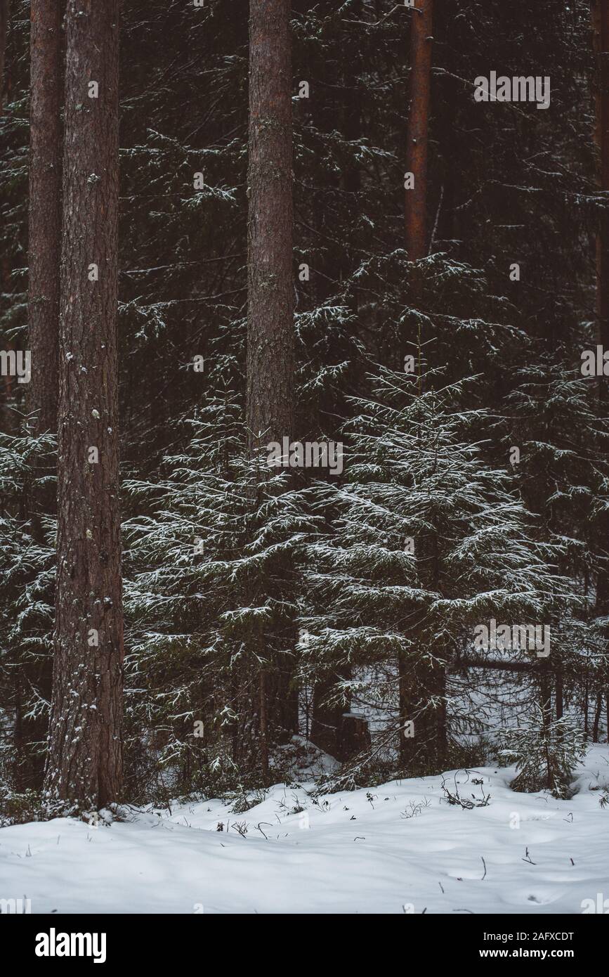 Winter forest landscape. Groups of firs are covered with thin light ...
