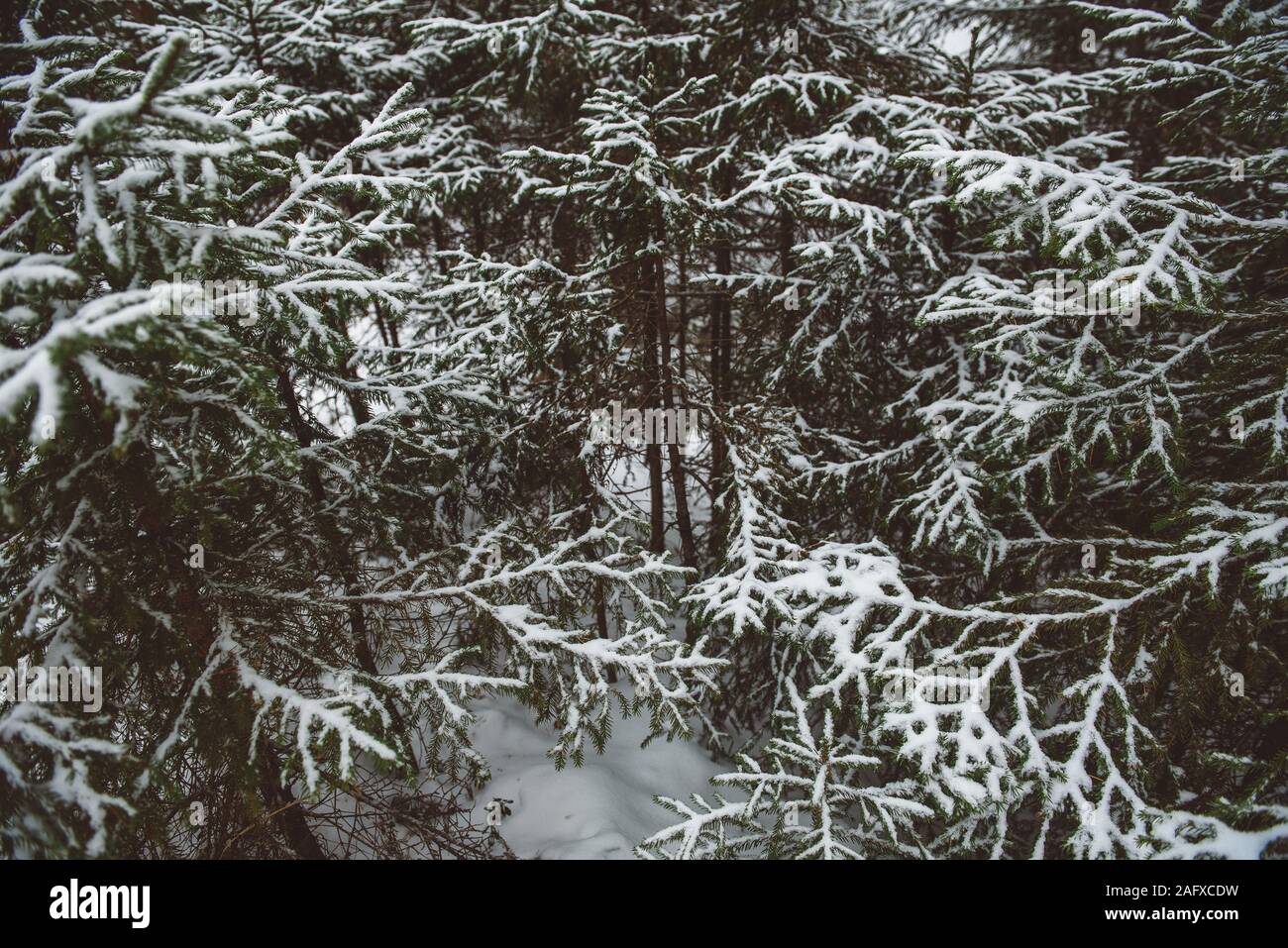 Winter forest landscape. Groups of firs are covered with thin light ...