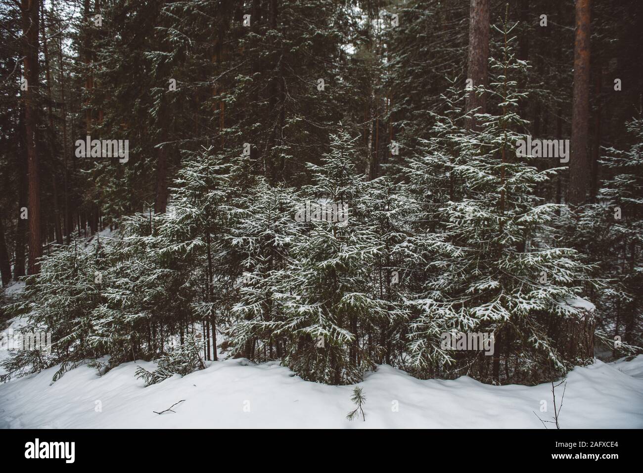 Winter forest landscape. Groups of firs are covered with thin light ...