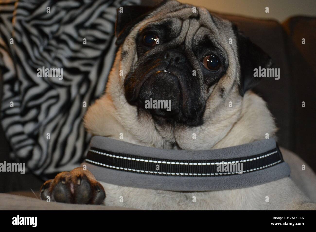 Closeup of pug face hi-res stock photography and images - Alamy