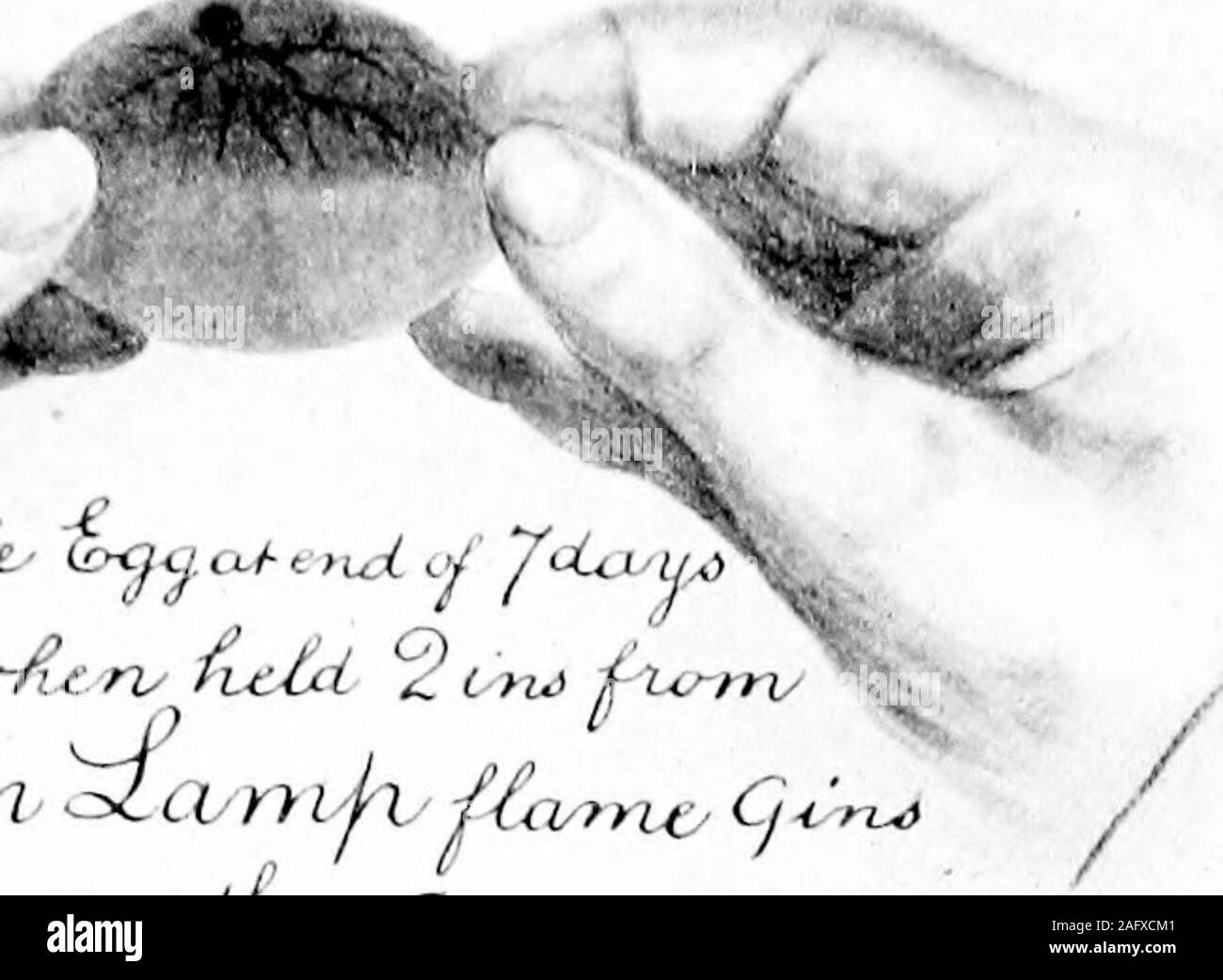 . The poultry manual. A complete guide for the breeder and exhibitor ...