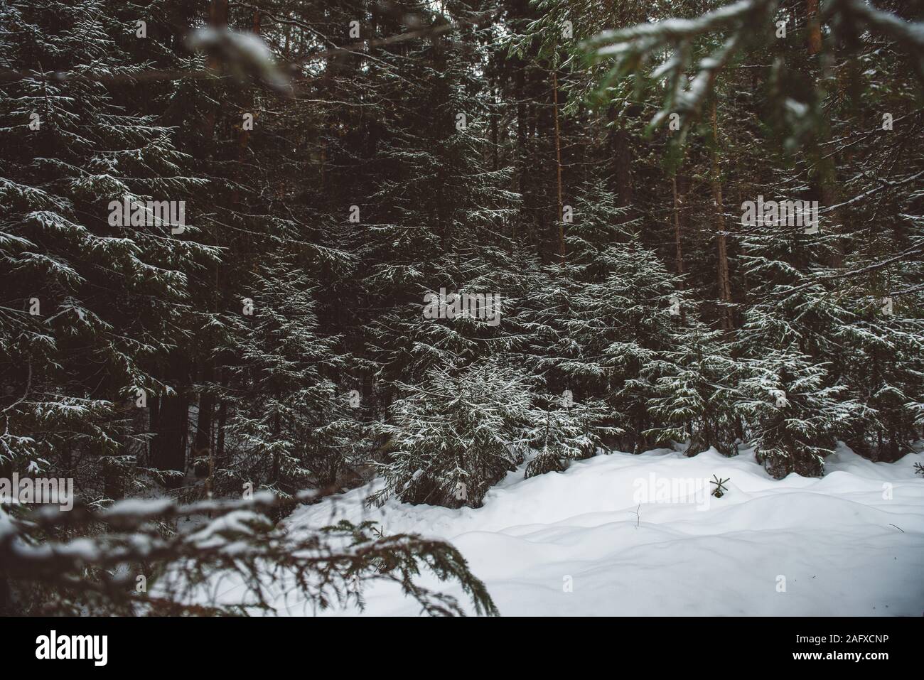 Winter forest landscape. Groups of firs are covered with thin light ...