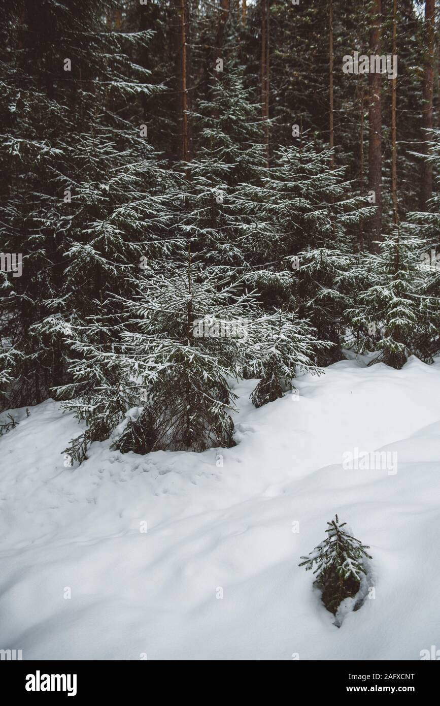 Winter forest landscape. Groups of firs are covered with thin light ...