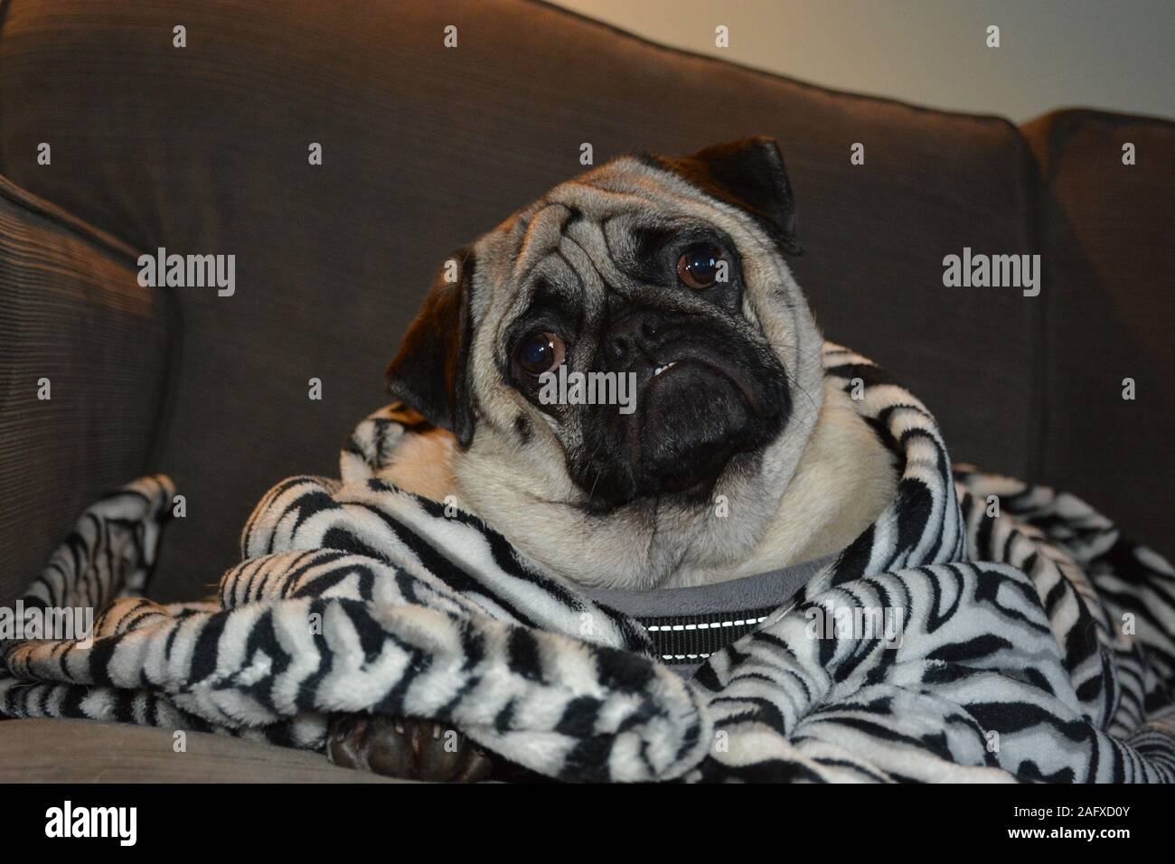 Face of pet pug dpg Stock Photo - Alamy