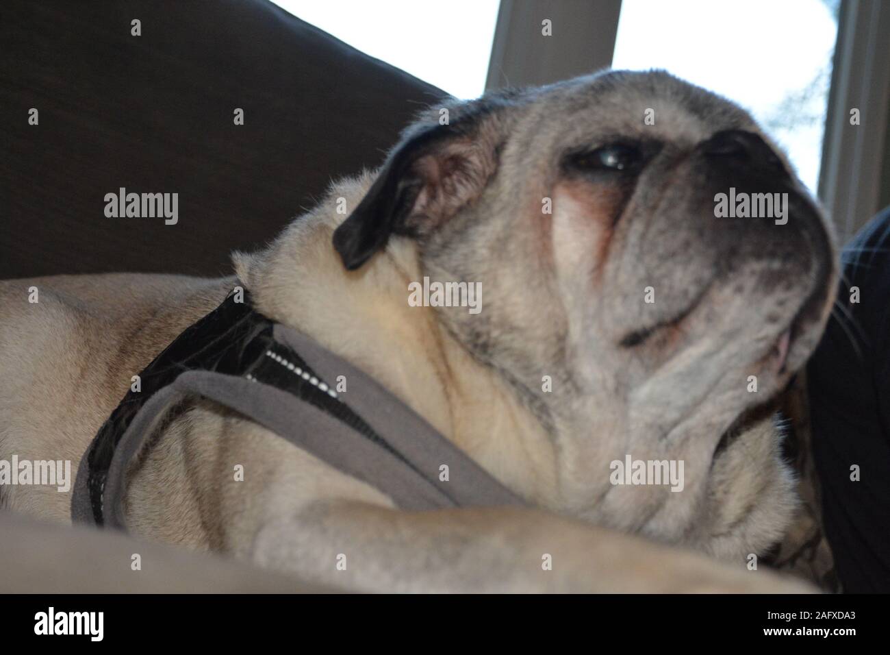 Face of pet pug dpg Stock Photo - Alamy