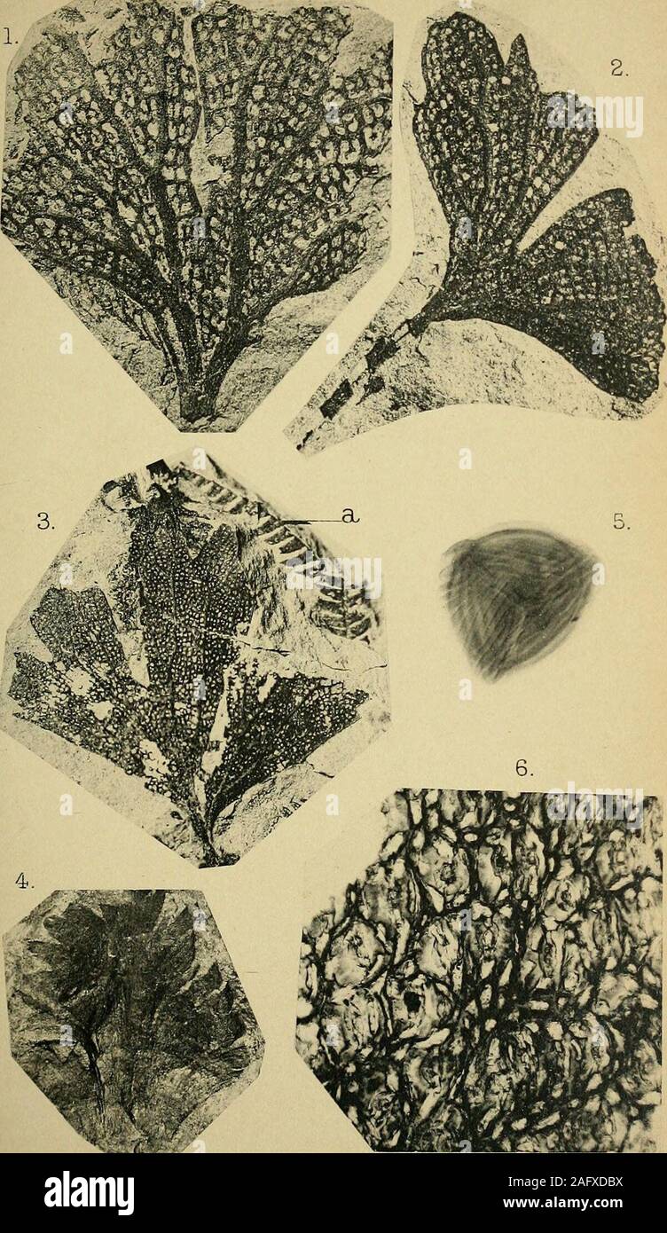 Aphlebia hi-res stock photography and images - Alamy