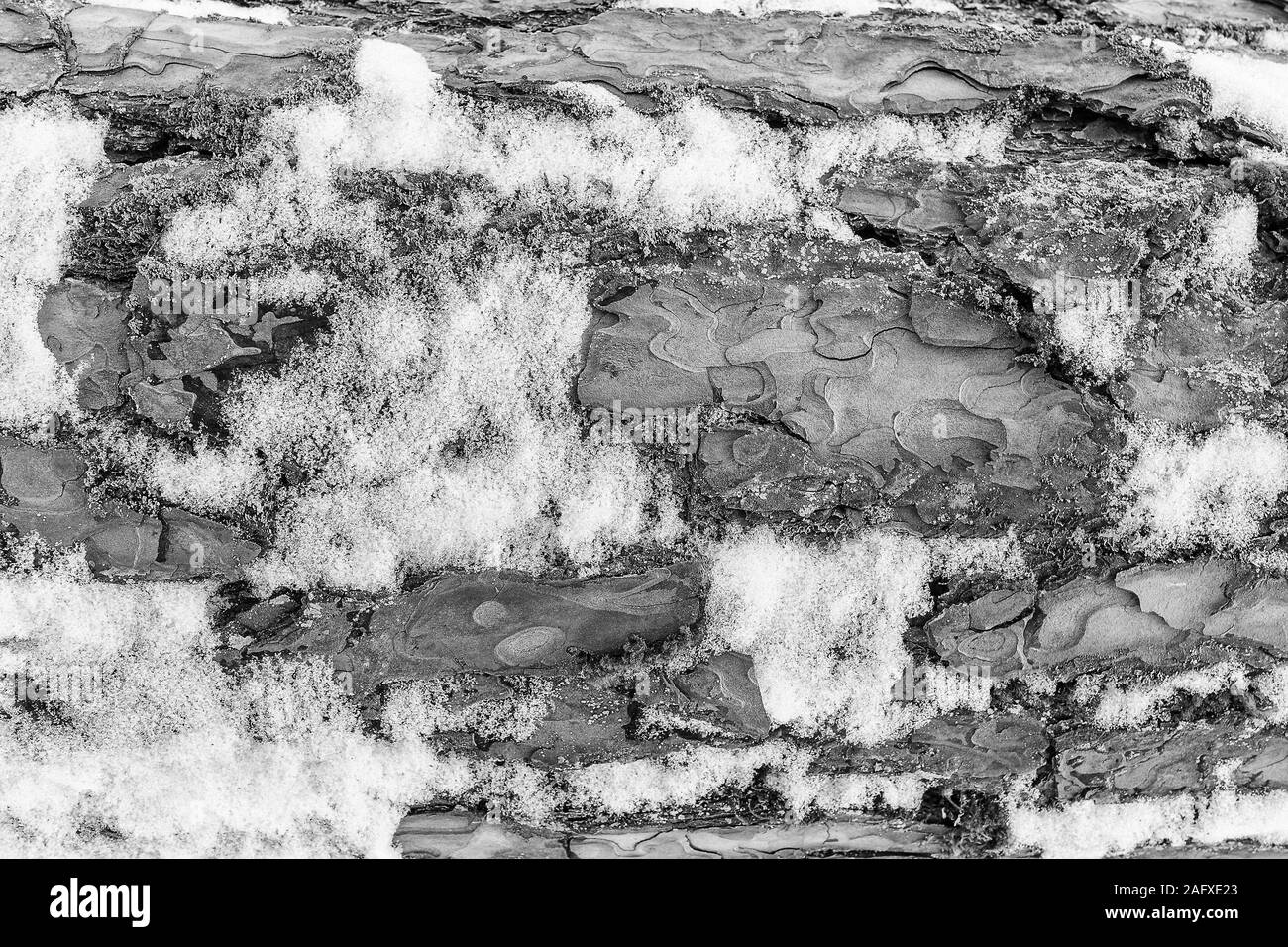 Bark of pine tree covered with snow texture. Abstract background Stock ...