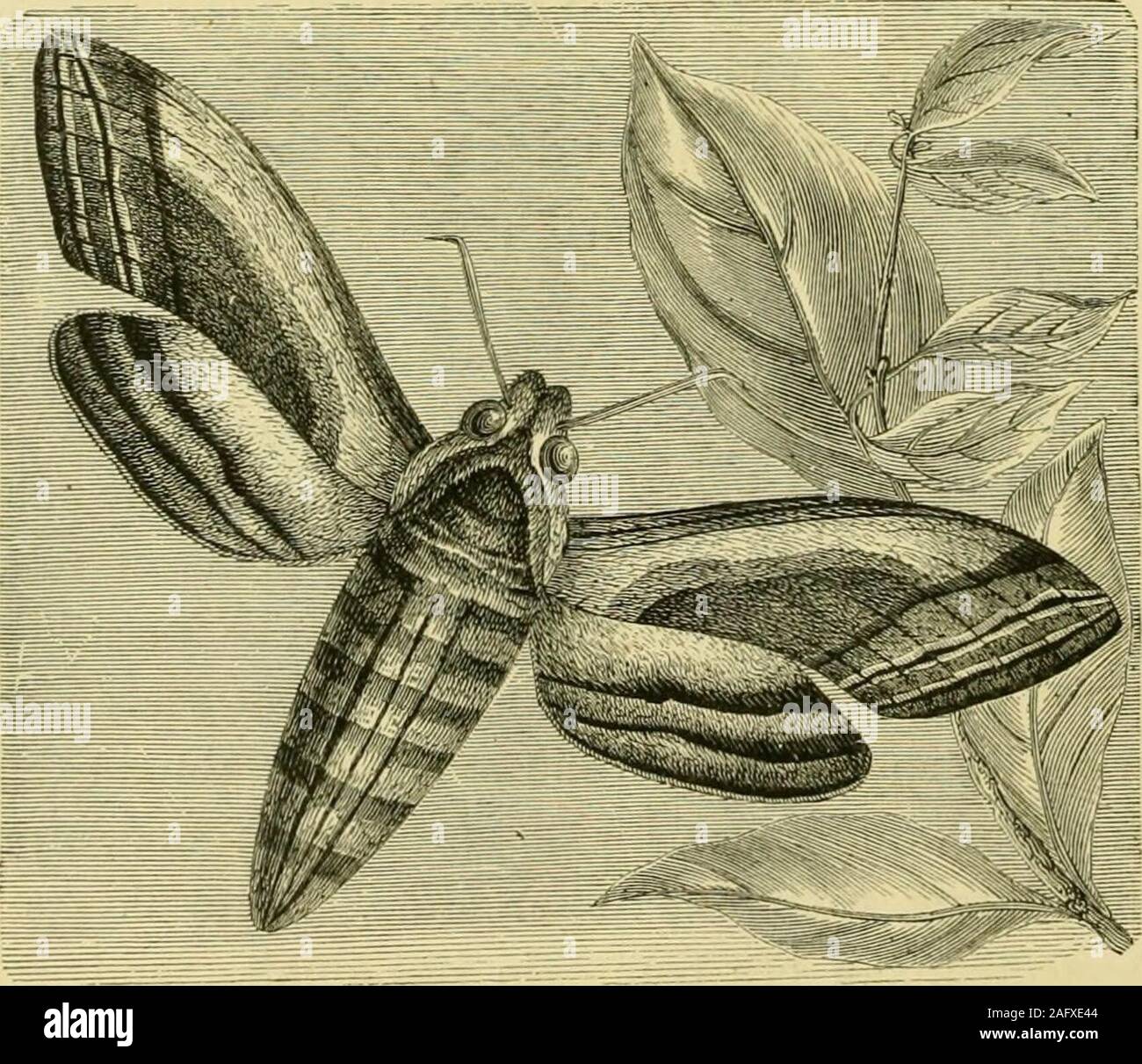 . The transformations (or metamorphoses) of insects (Insecta, Myriapoda ...