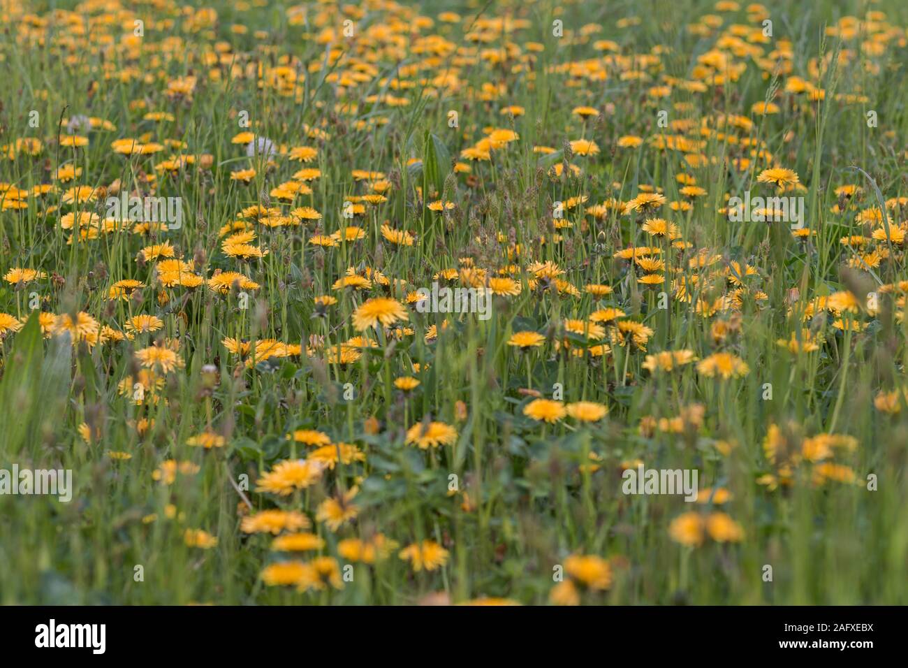 Spring colors and flowers Stock Photo - Alamy