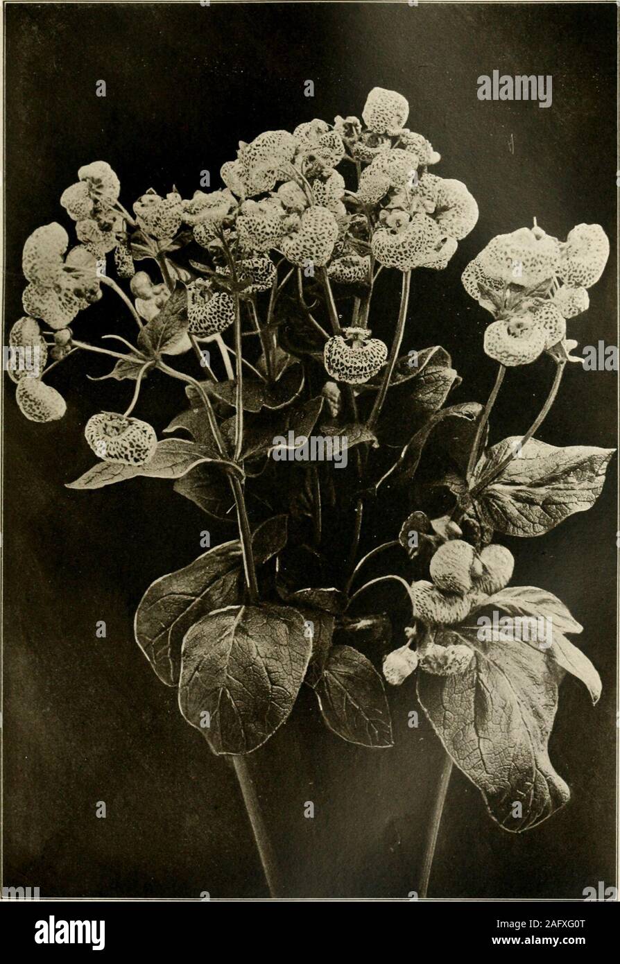 Calcimine hi-res stock photography and images - Alamy