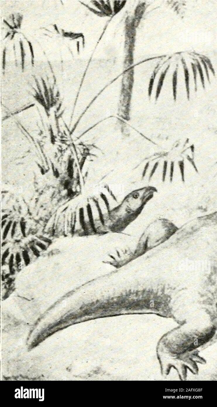 Paleozoic Era Animals Amphibians