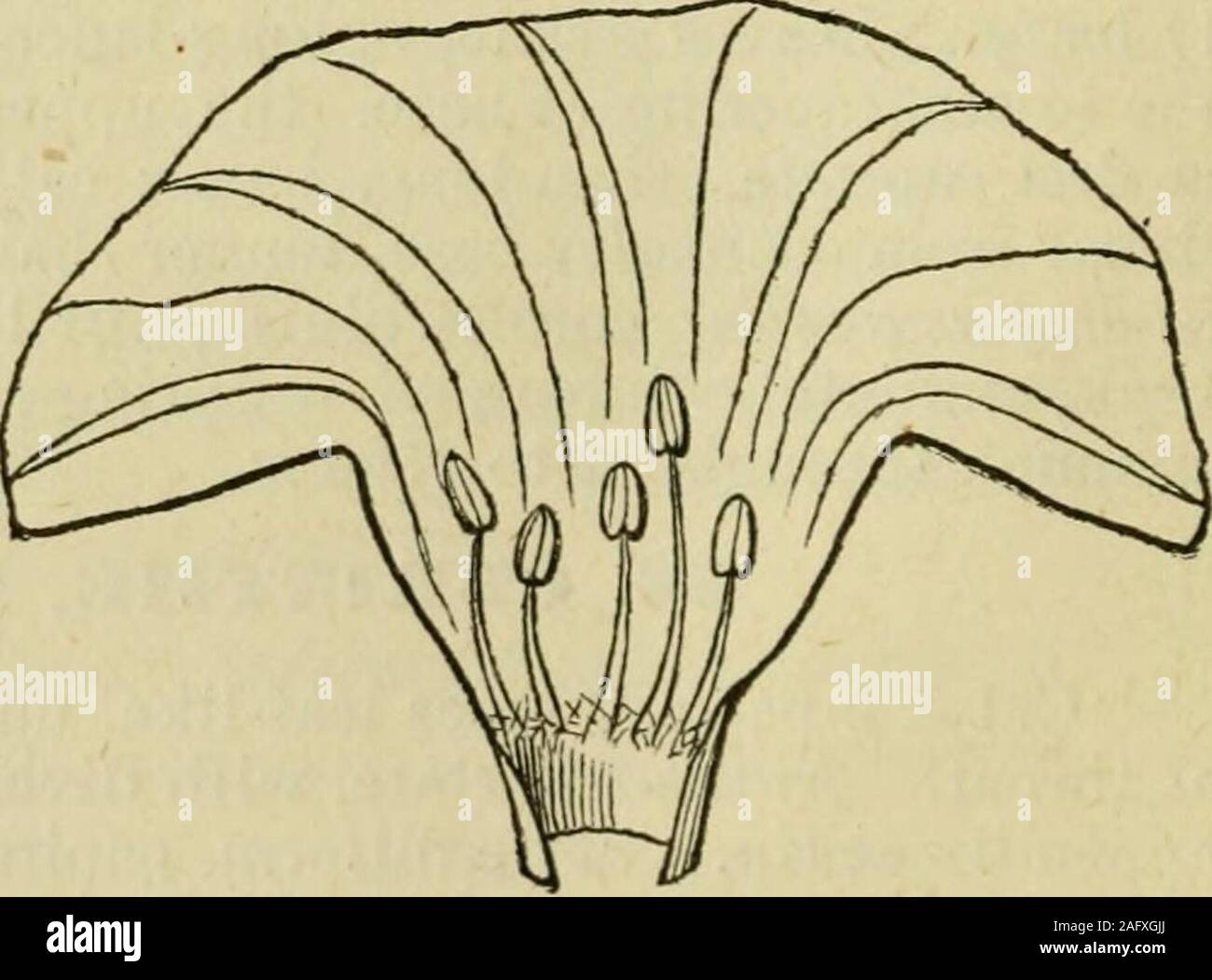 Estivation hi-res stock photography and images - Alamy