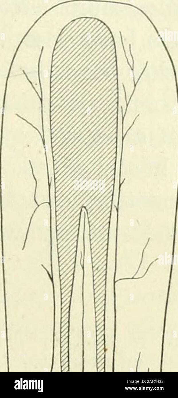 . Journal of morphology. s it is difficult to say. The artery of the ...
