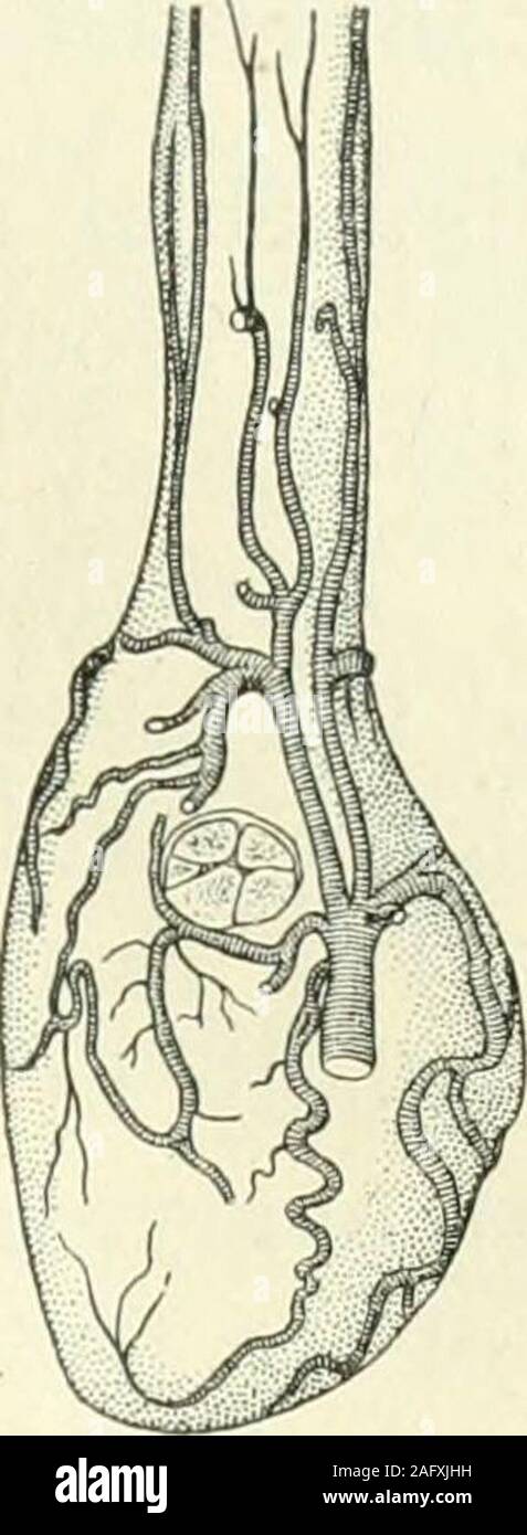 Morphological structures hi-res stock photography and images - Alamy