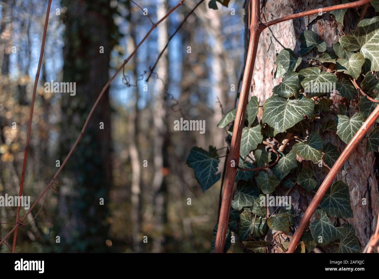 Creeper with leaves branch hi-res stock photography and images - Alamy
