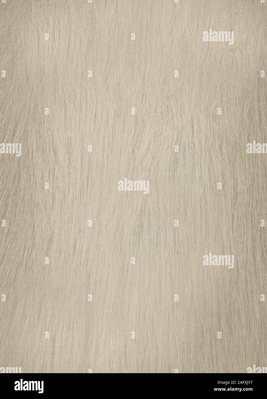 Smooth-haired white pile on the skin of a wild animal.Texture or ...