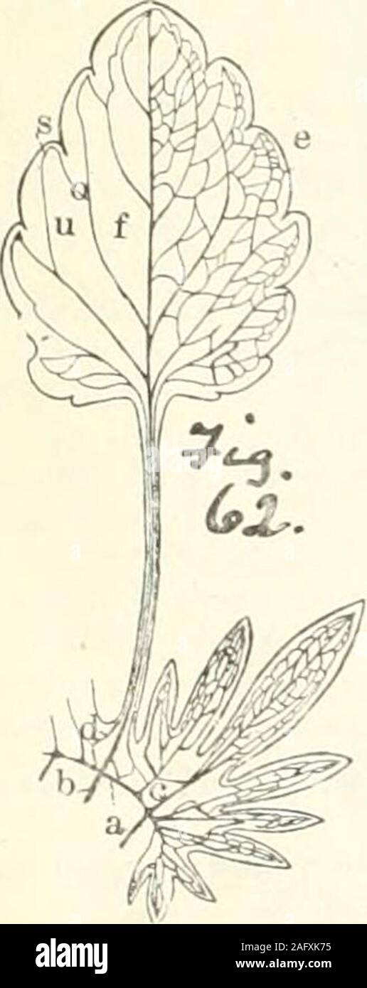 Parted leaf hi-res stock photography and images - Alamy