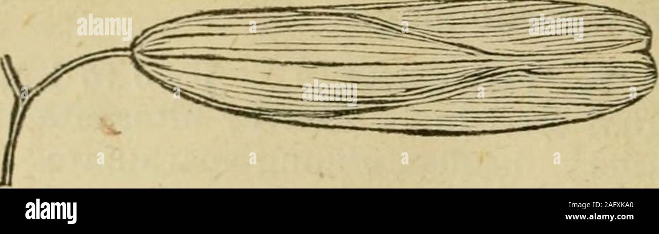 . Flora of Syria, Palestine, and Sinai : from the Taurus to Ras ...