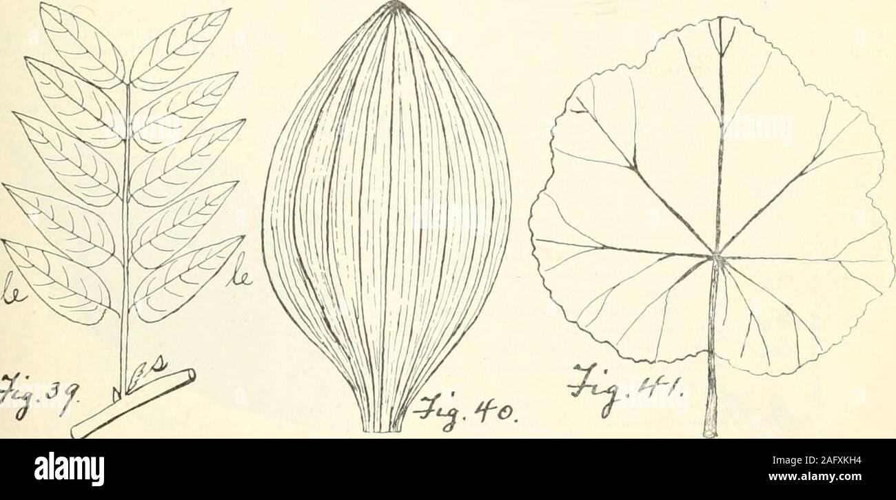 Obtuse leaf apex hi-res stock photography and images - Alamy