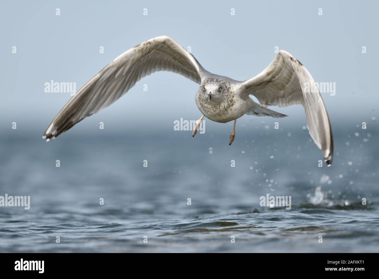 European Herring Gull ( Larus argentatus ) taking off from water ...