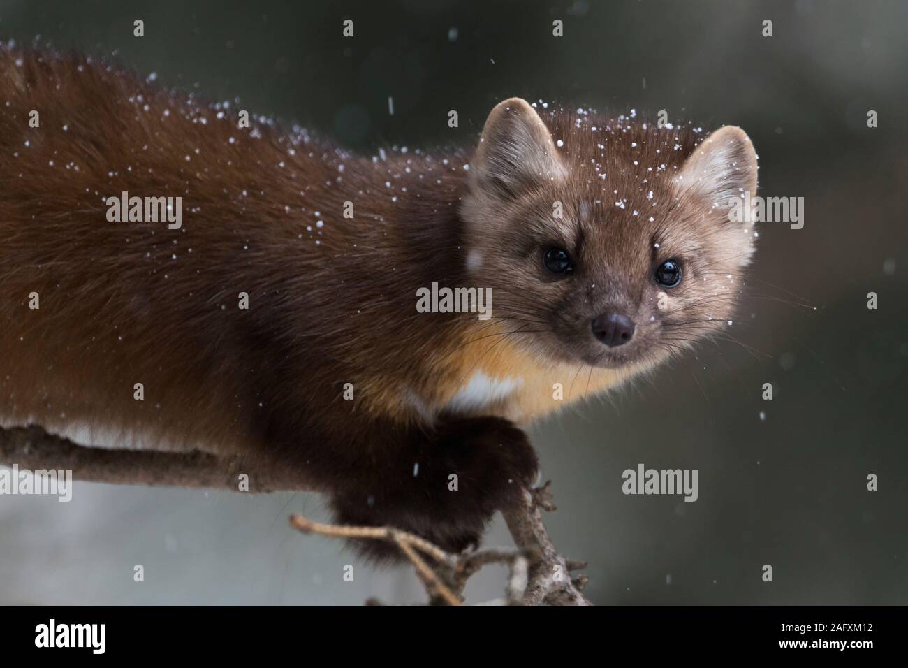 Martre animal hi-res stock photography and images - Alamy