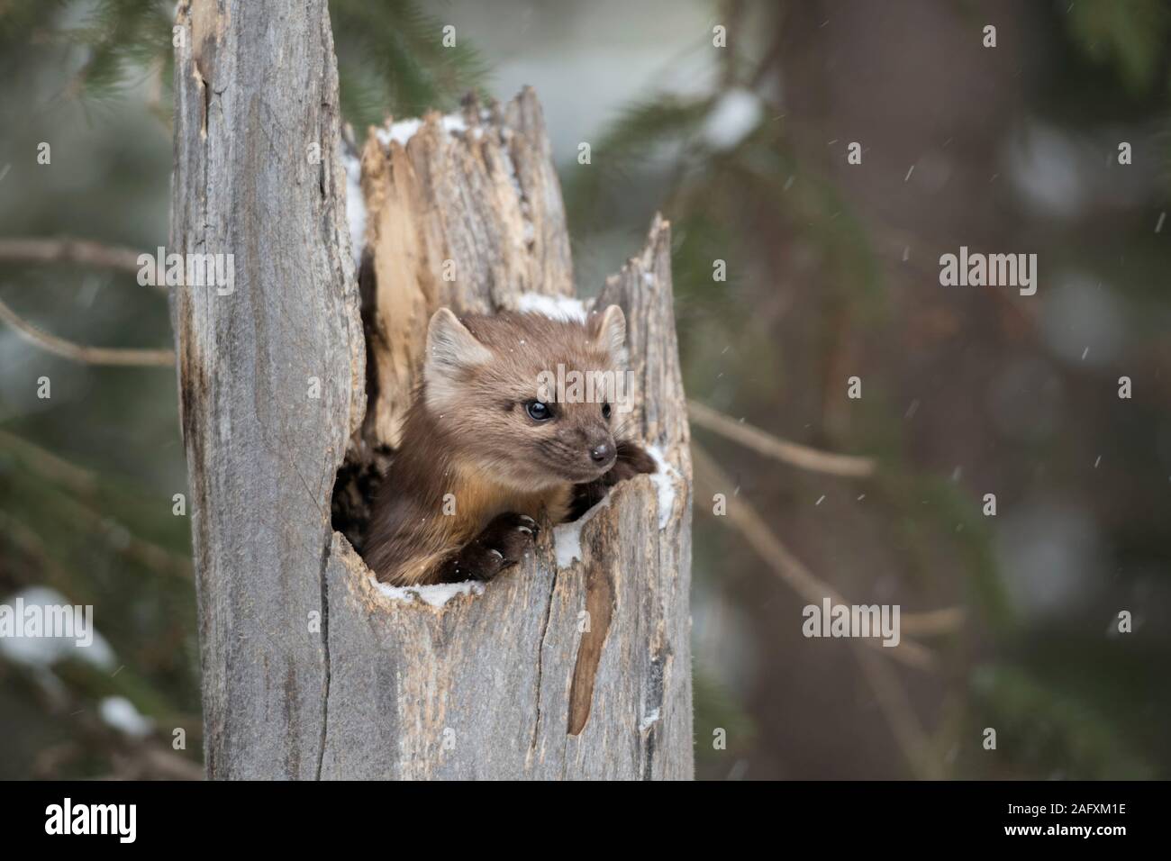 Amerikaanse marter hi-res stock photography and images - Alamy
