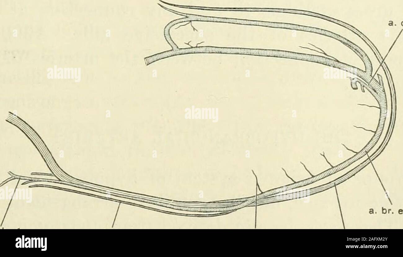 Posterior view of the oesophagus hi-res stock photography and images ...