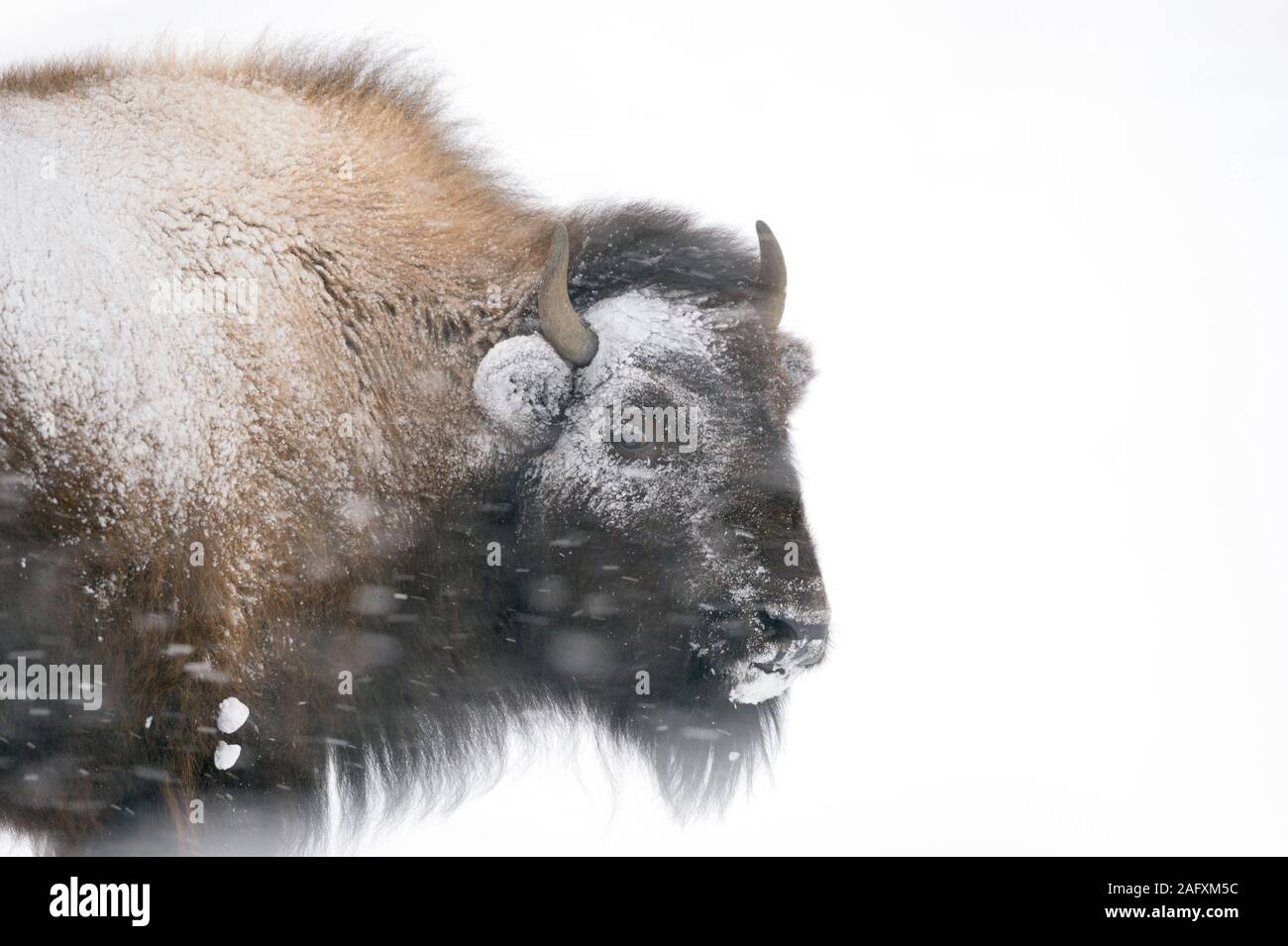 American Bison ( Bison bison ) in winter, headshot, covered, crusted ...
