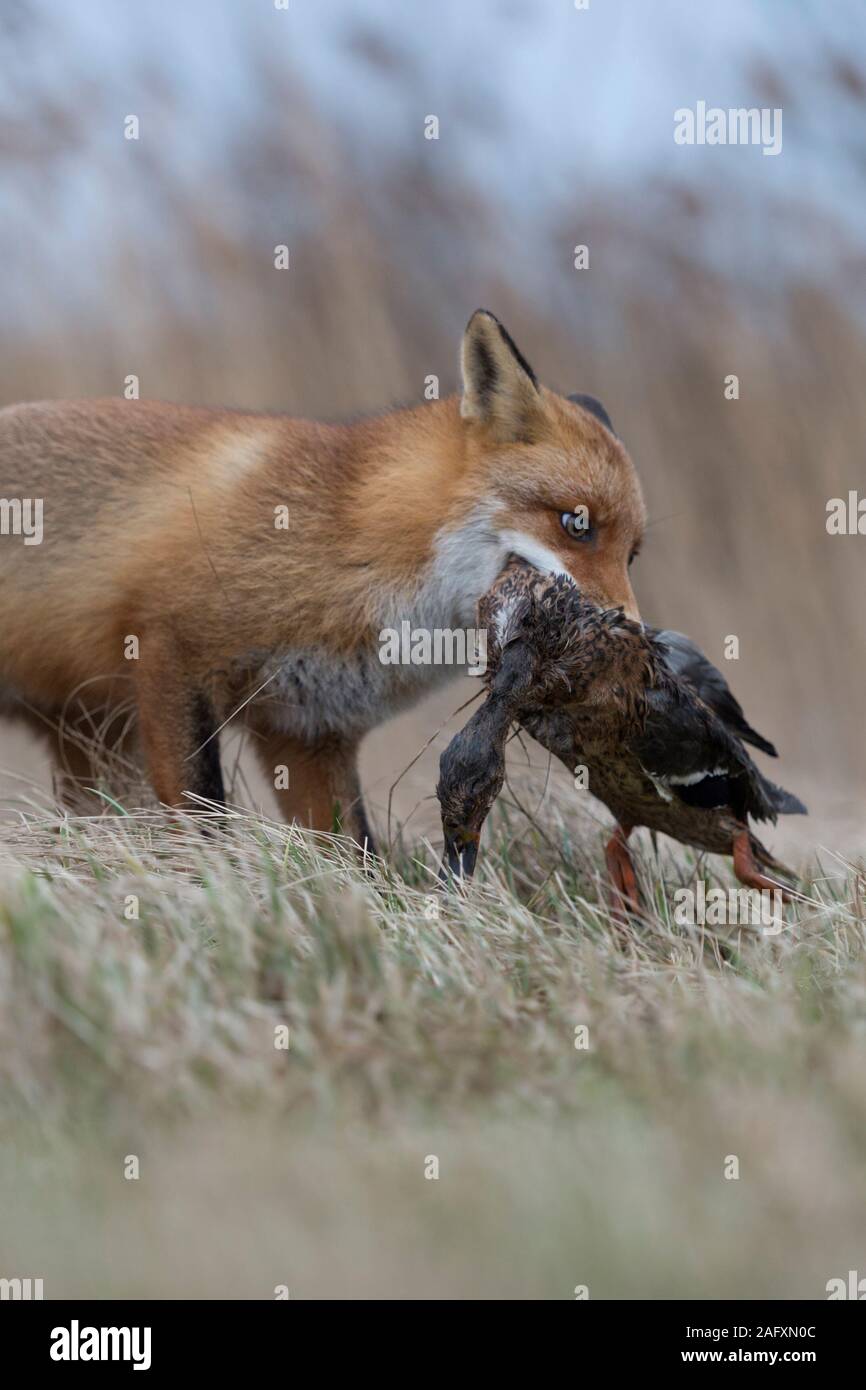 Red Fox / Rotfuchs ( Vulpes vulpes ) hunting, with prey in its muzzle ...