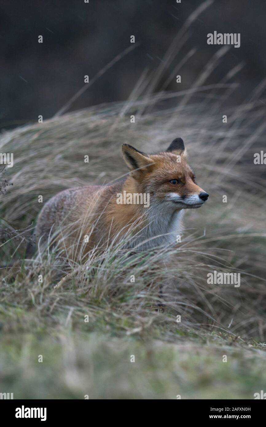 Observing species hi-res stock photography and images - Alamy