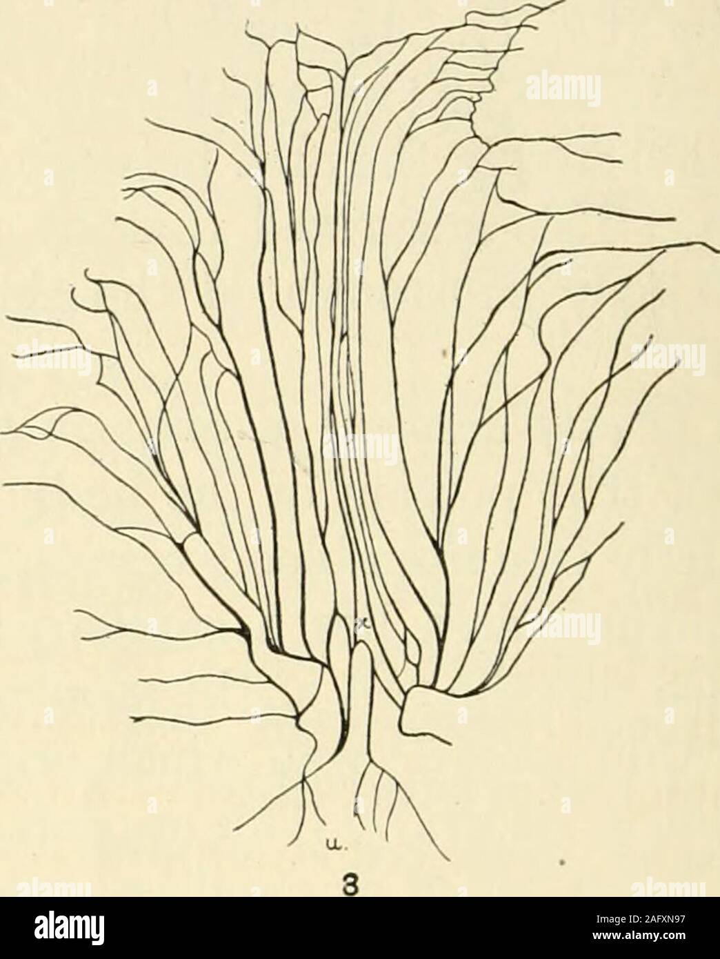 . The American journal of anatomy. Fig. 2 Blood vessels in the ...