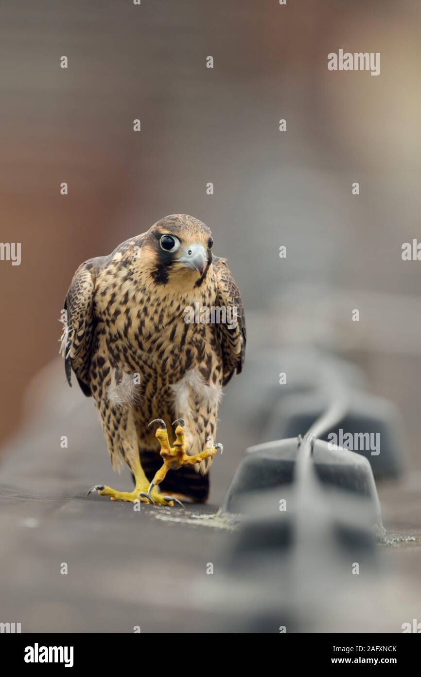 A young peregrine falcon hi-res stock photography and images - Alamy