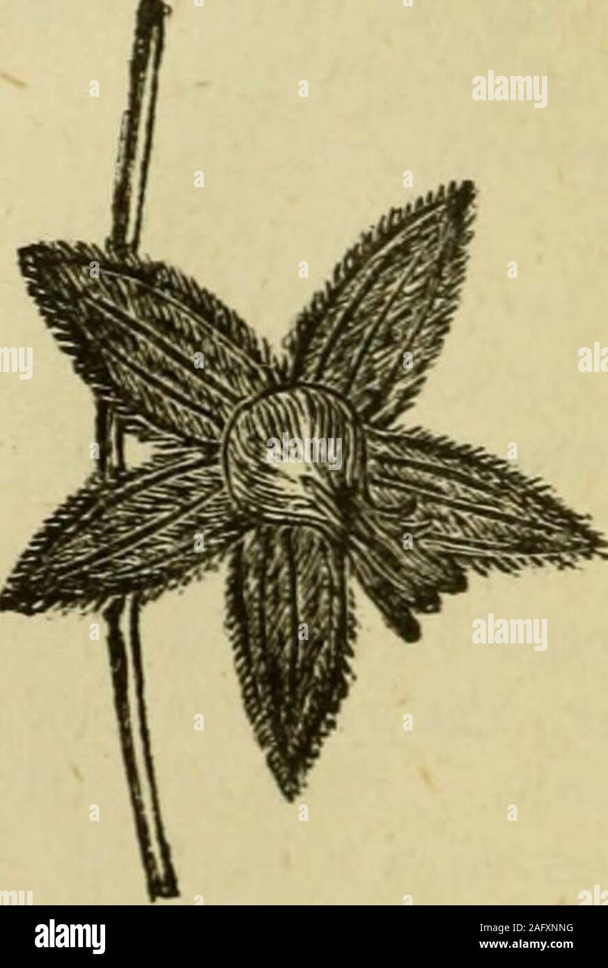 Stellate Flower High Resolution Stock Photography and Images - Alamy