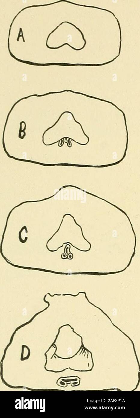 Ejaculatory ducts hi-res stock photography and images - Alamy