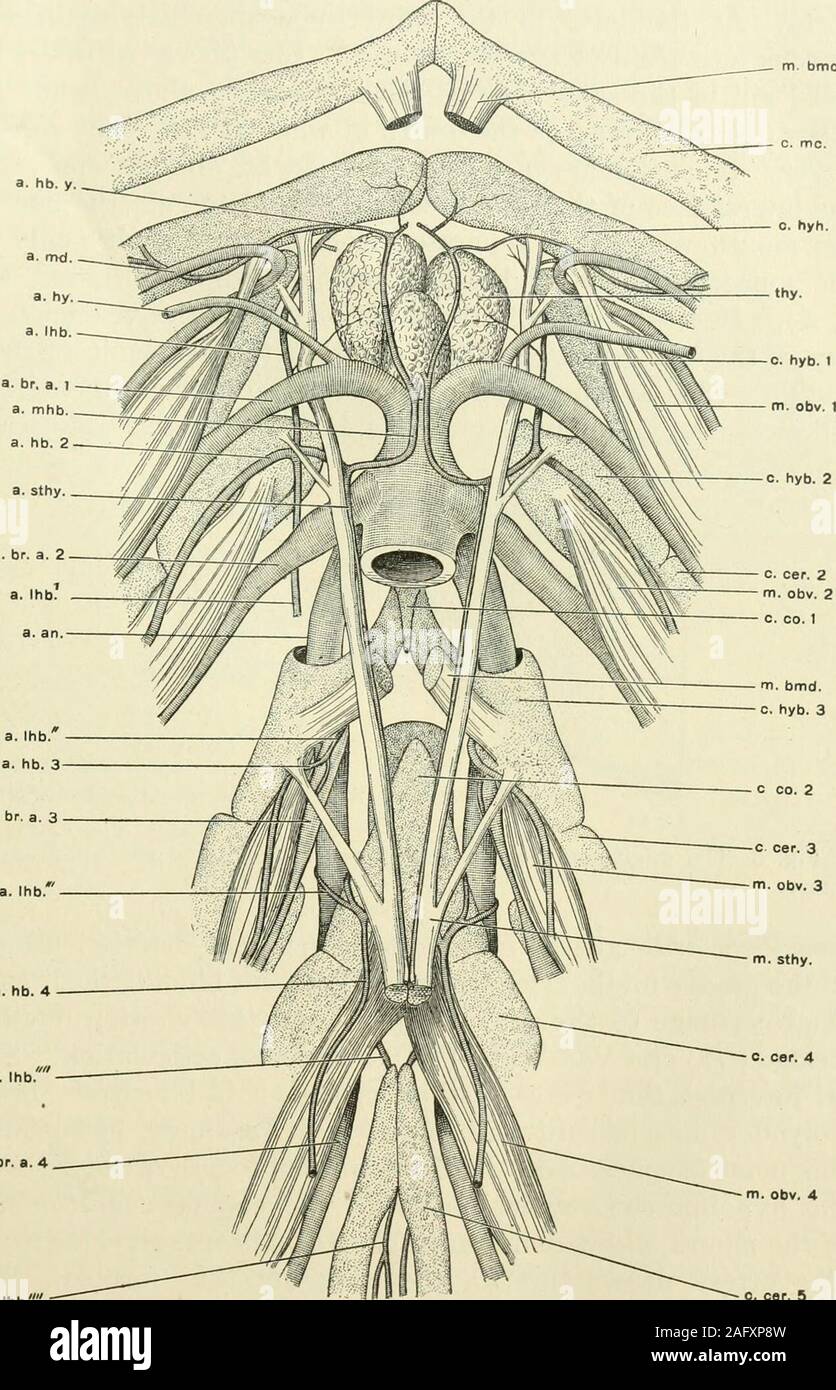 Sternohyoideus hi-res stock photography and images - Alamy