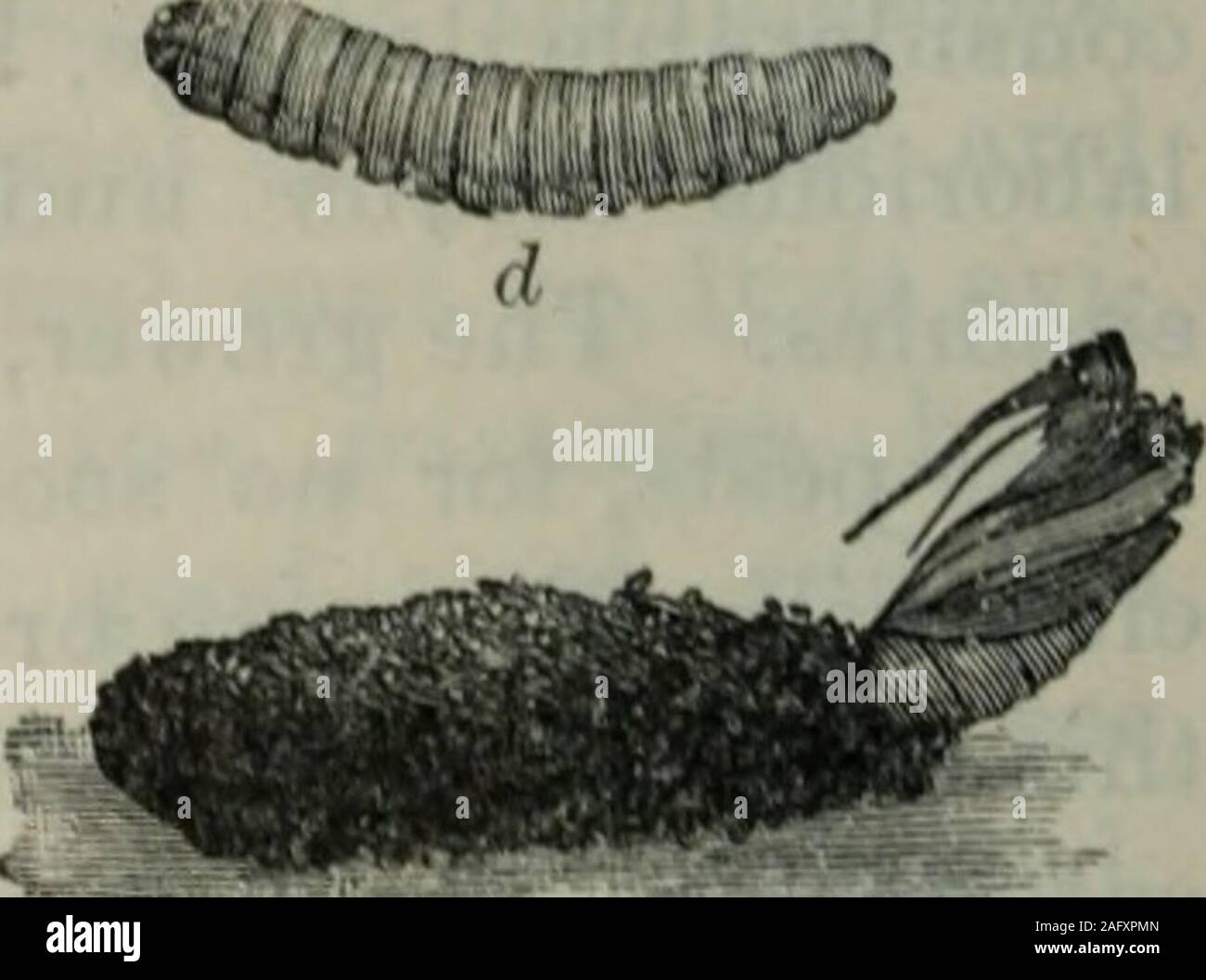 Grafted gum tree hi-res stock photography and images - Alamy