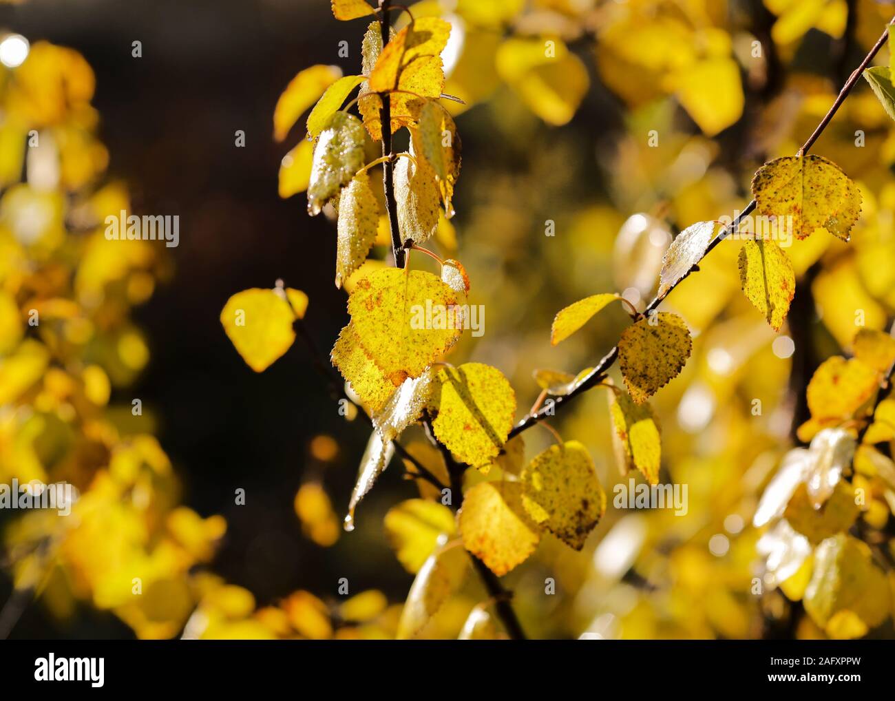 Birch brach with yellow leaves, autumn background Stock Photo - Alamy