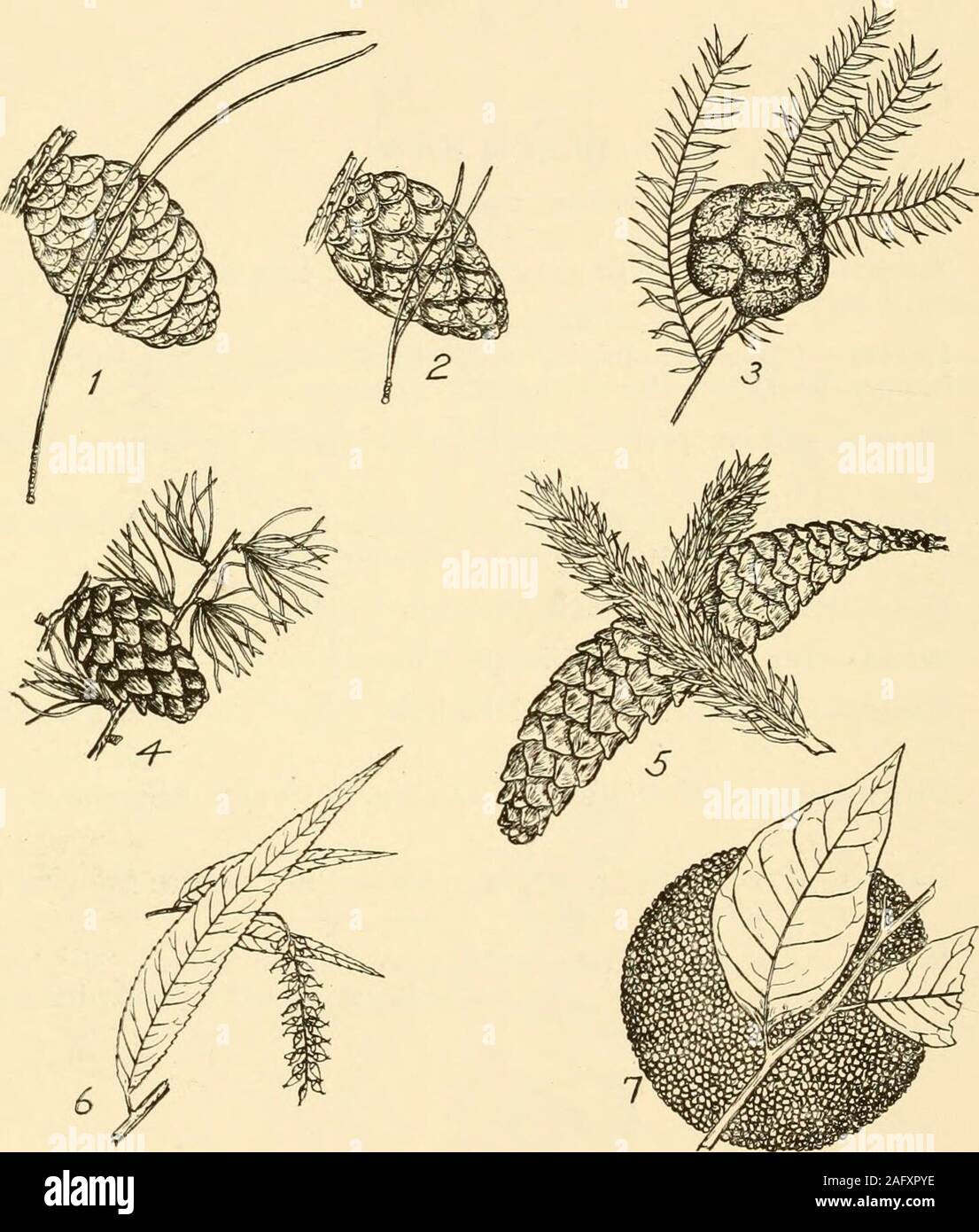 Simple flowers are borne on long hi-res stock photography and images ...