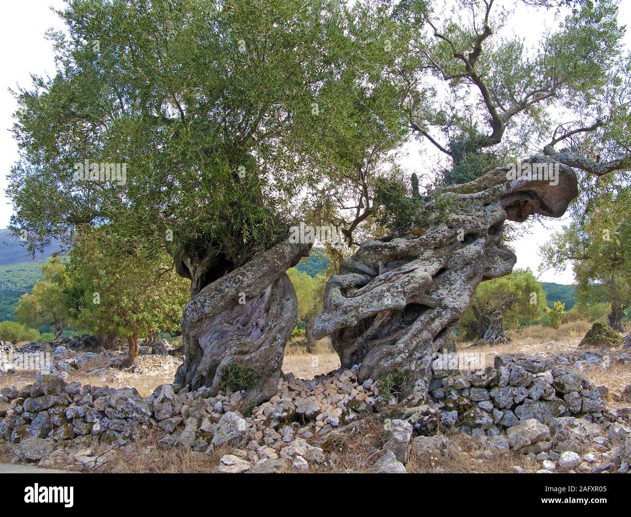 Old knobby Olive tree, Olive tree (Olea europaea) at Limni Keriou ...