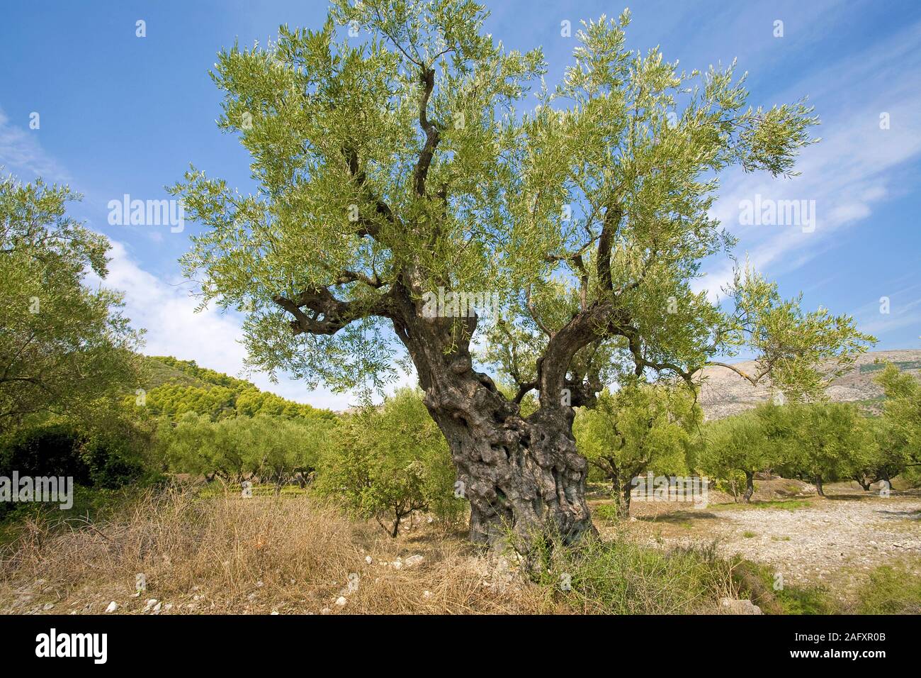 Old knobby Olive tree, Olive tree (Olea europaea) at Limni Keriou ...
