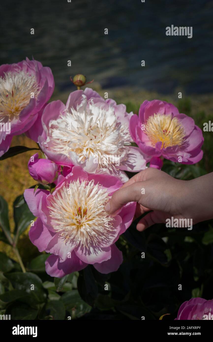 Beautiful colorful natural spring flowers in view Stock Photo - Alamy